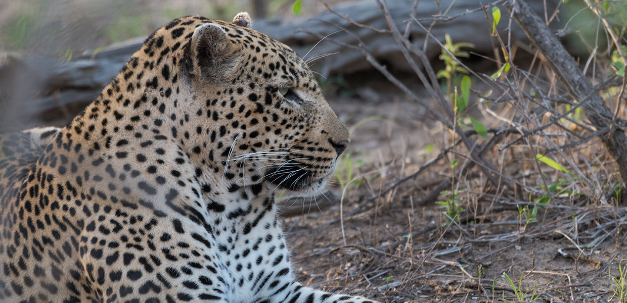 Ku Sungula Safari Lodge - Experience the magic of South Africa