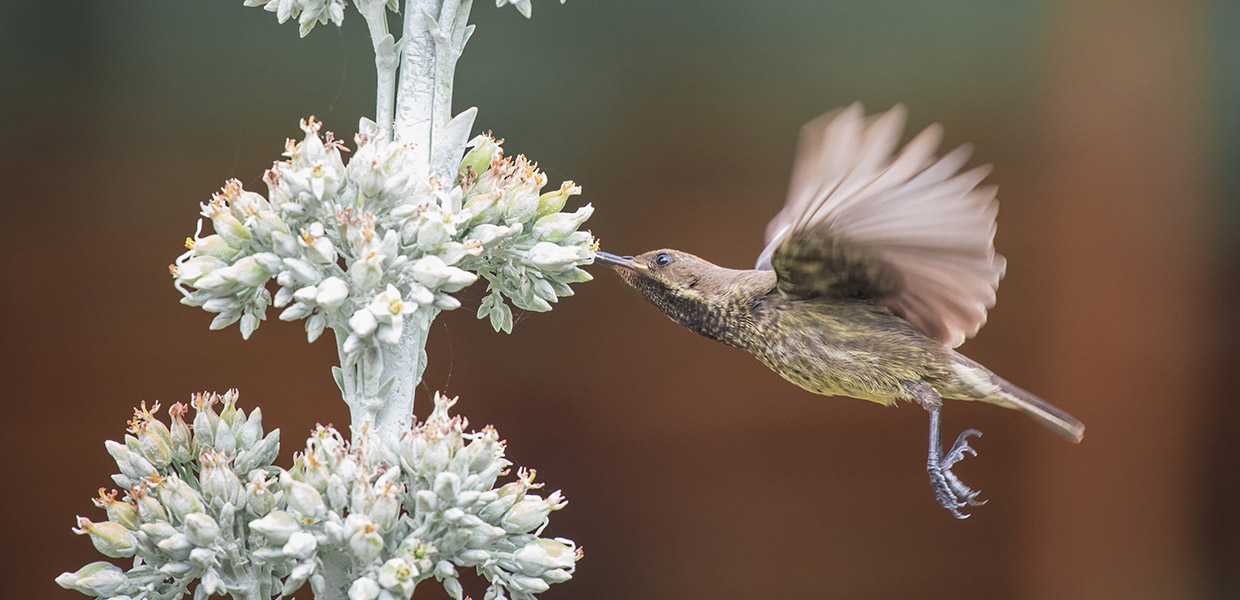 Ku Sungula Safari Lodge - Experience the magic of South Africa